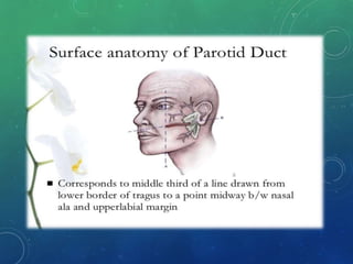 Parotid Duct Surface Marking