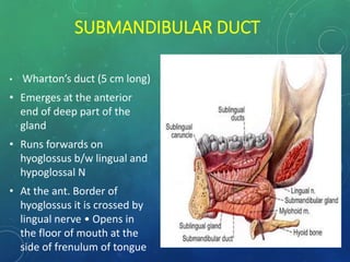 Submandibular Gland Anatomy