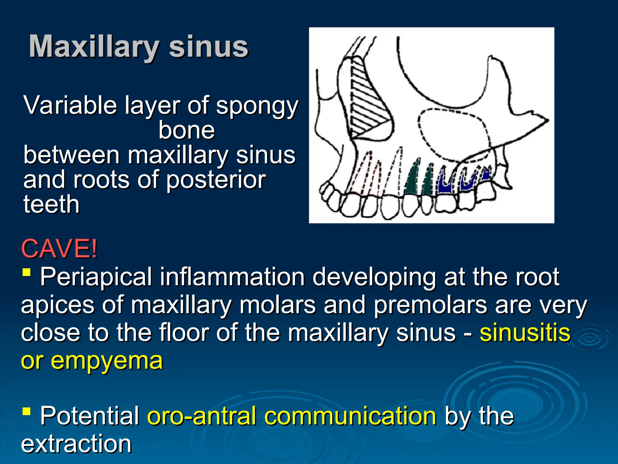 Seminar 3 Anatomy of Maxilla, growth blood supply | PPT