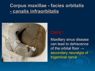 Seminar 3 Anatomy of Maxilla, growth blood supply | PPT