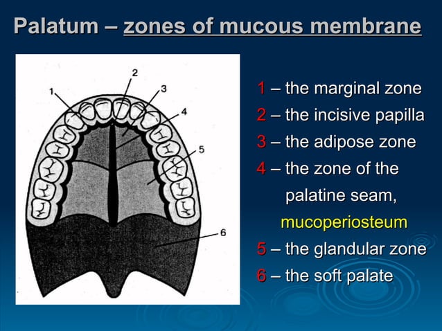 Seminar 3 Anatomy of Maxilla, growth blood supply | PPT | Bone and ...