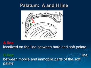 Seminar 3 Anatomy of Maxilla, growth blood supply | PPT