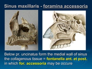 Seminar 3 Anatomy of Maxilla, growth blood supply | PPT