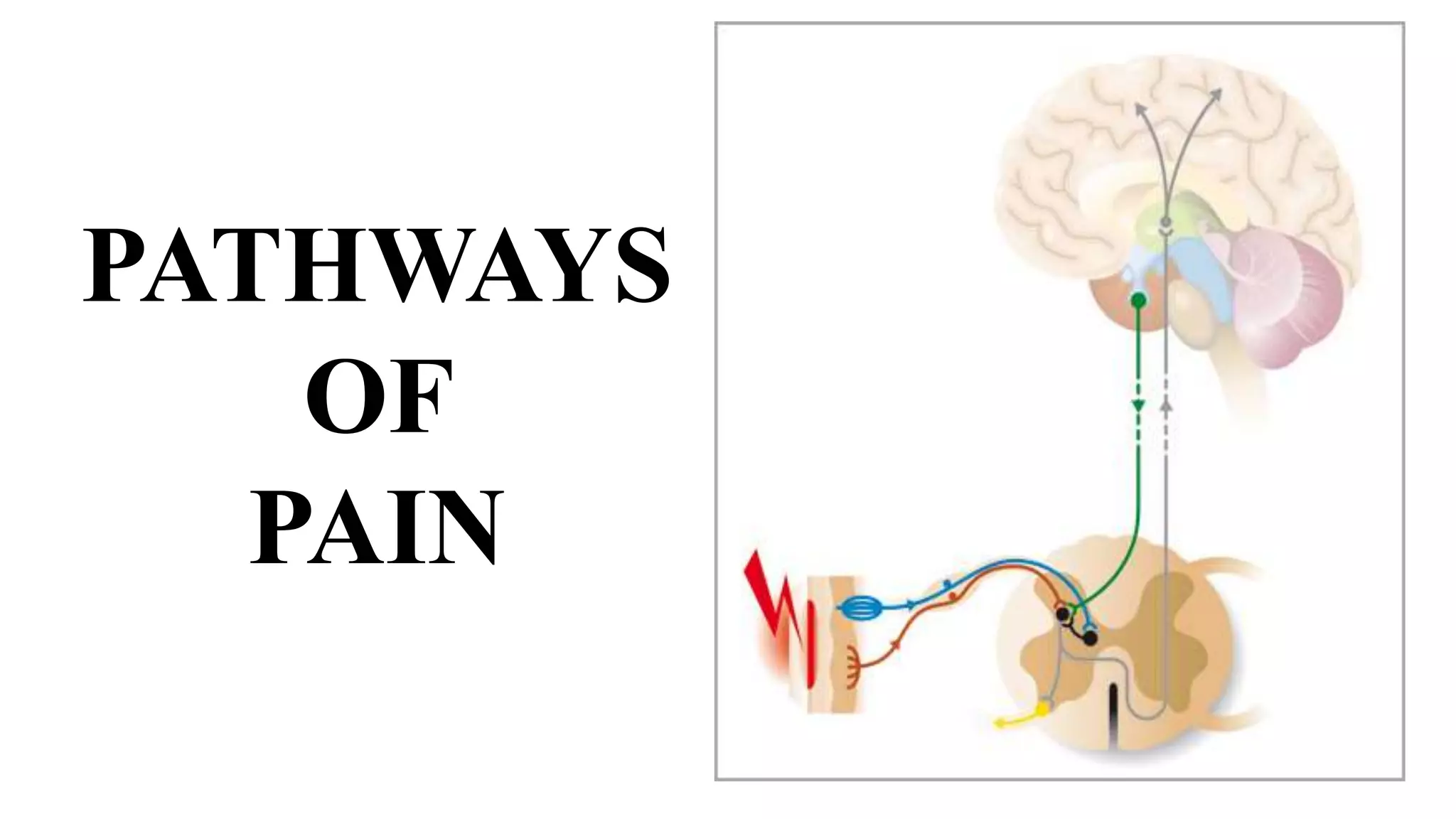pain & pain pathways | PPTX
