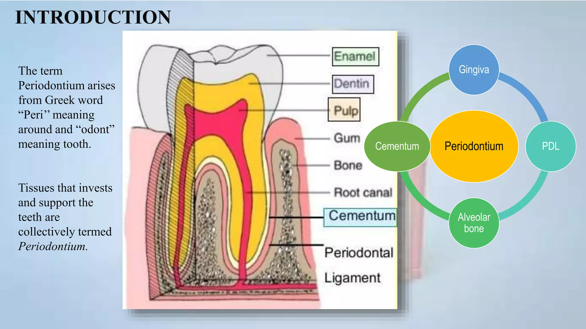 PERIODONTAL LIGAMENT | PPTX