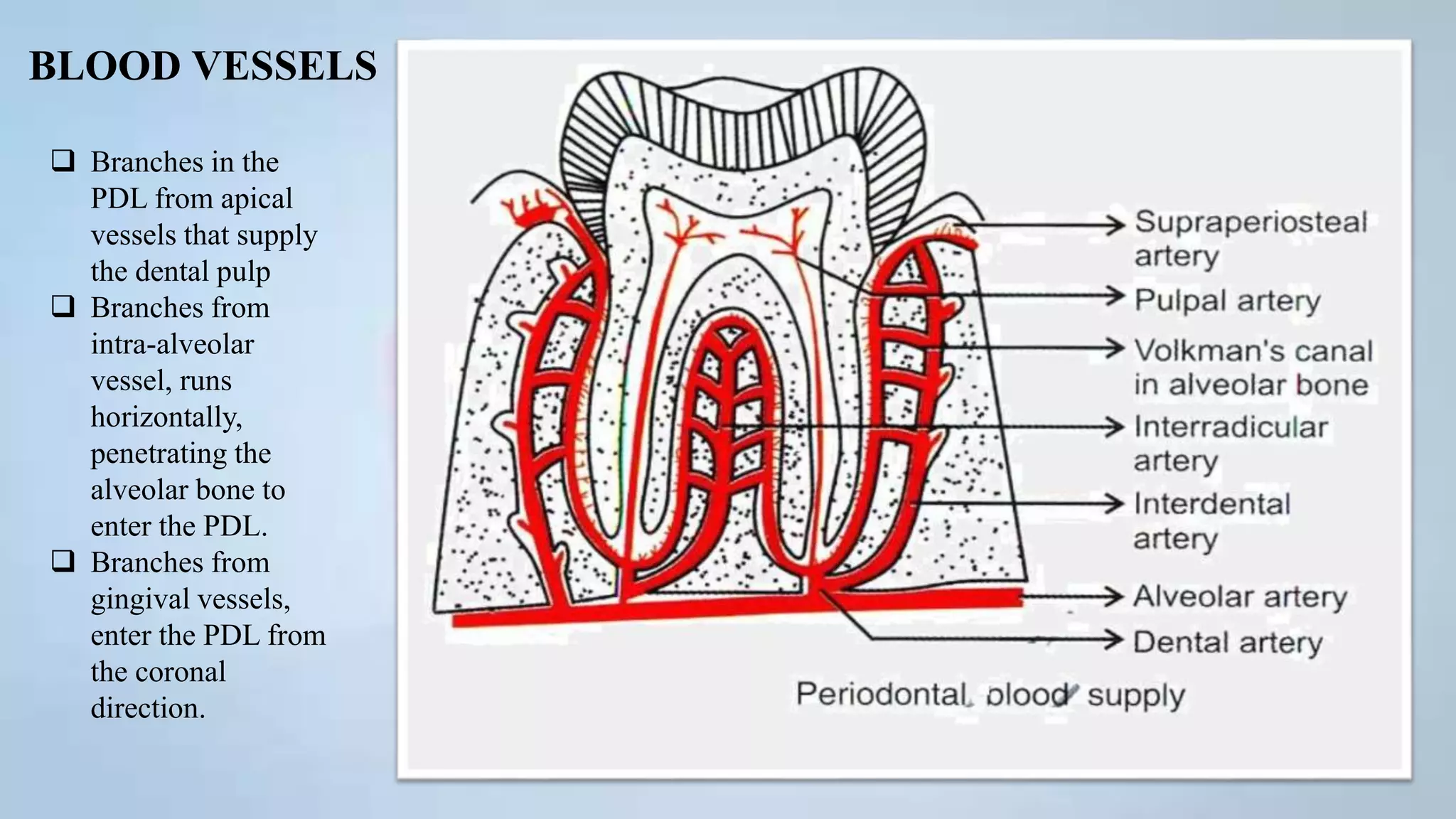 PERIODONTAL LIGAMENT | PPTX
