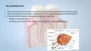 PERIODONTAL LIGAMENT | PPTX