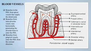 PERIODONTAL LIGAMENT | PPT