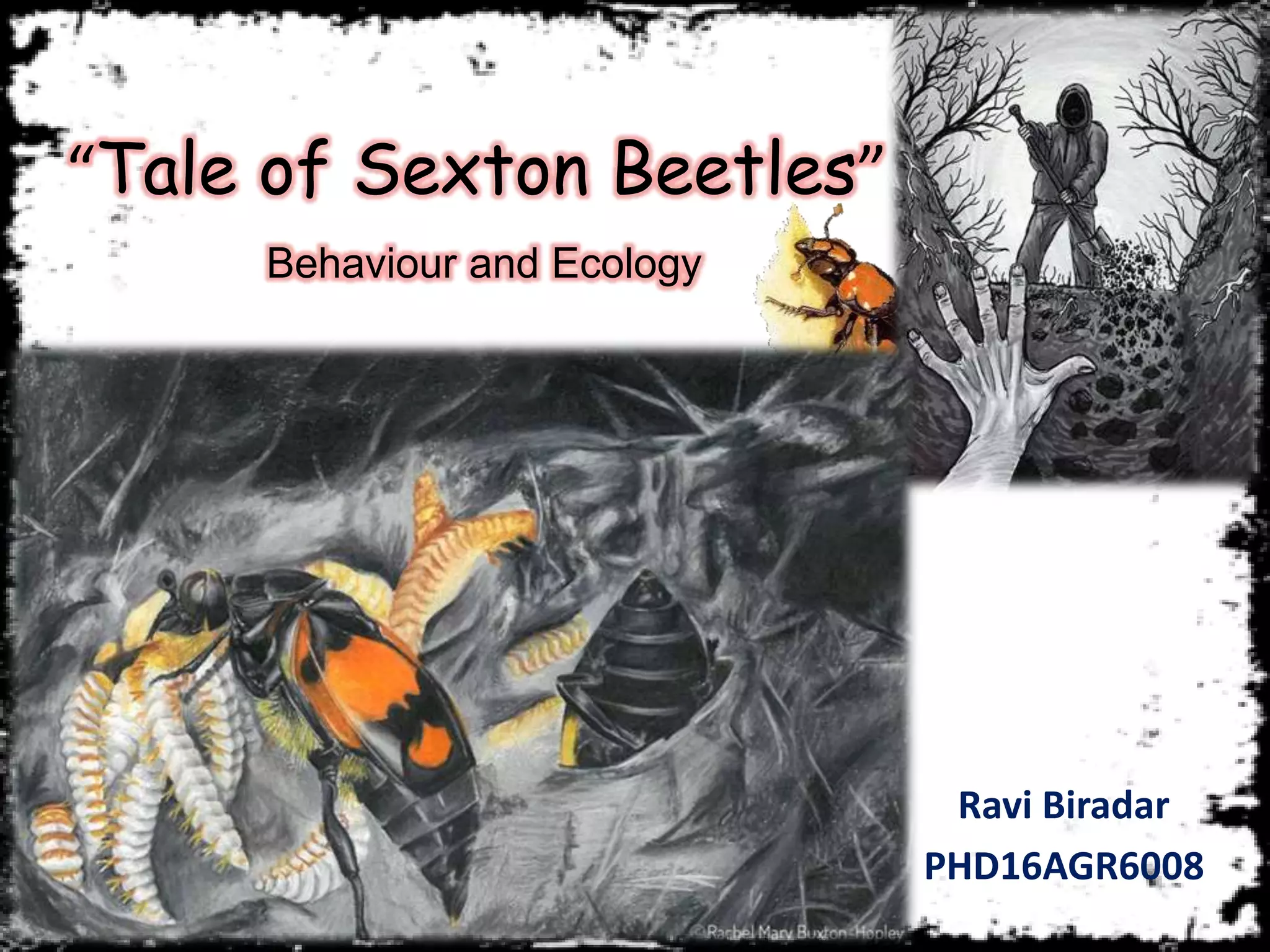 tale of sexton beetles: behaviour and ecology | PPTX