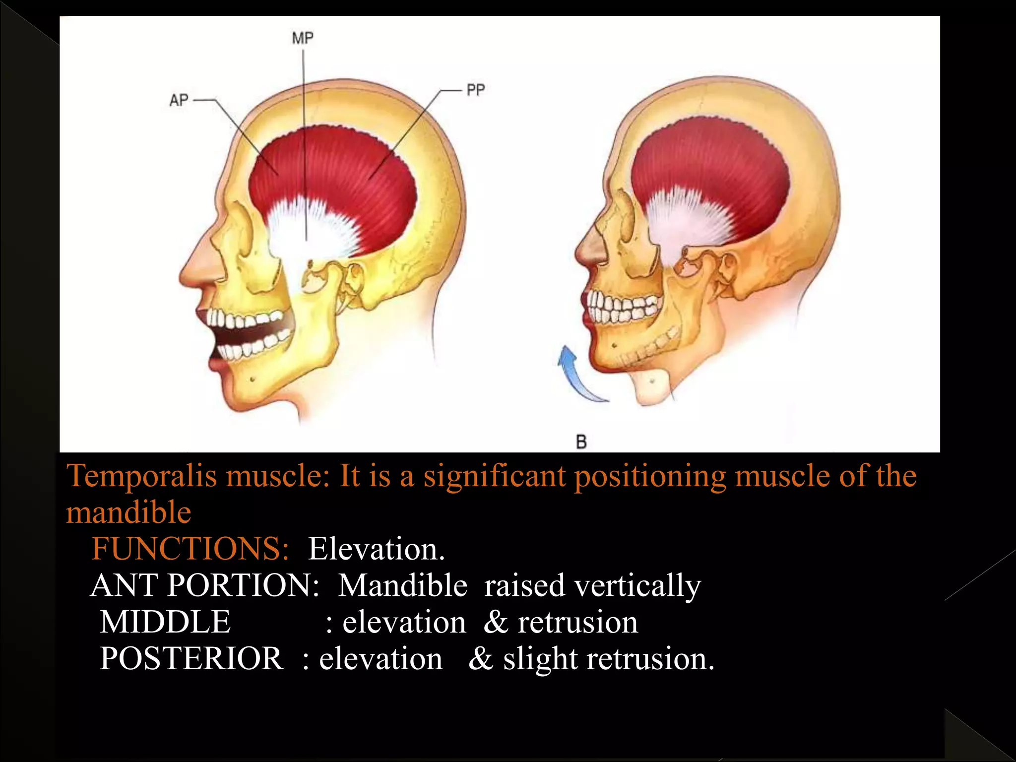 Mandibular movements and determinants | PPTX