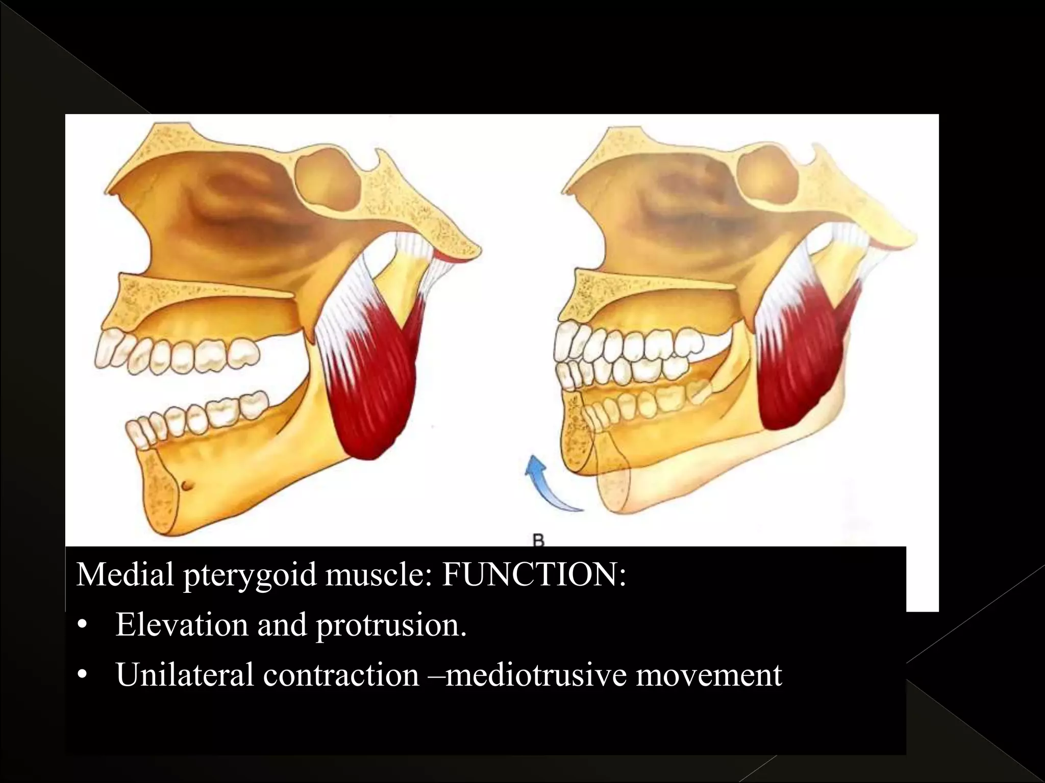 Mandibular movements and determinants | PPTX