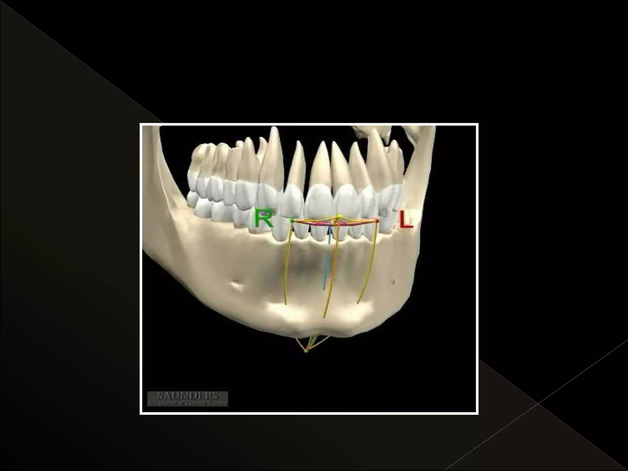 Mandibular movements and determinants | PPTX