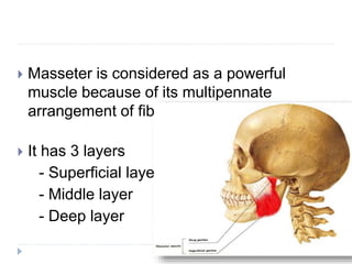 seminar 4-muscles of mastication tongue.pptx