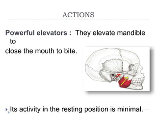 seminar 4-muscles of mastication tongue.pptx