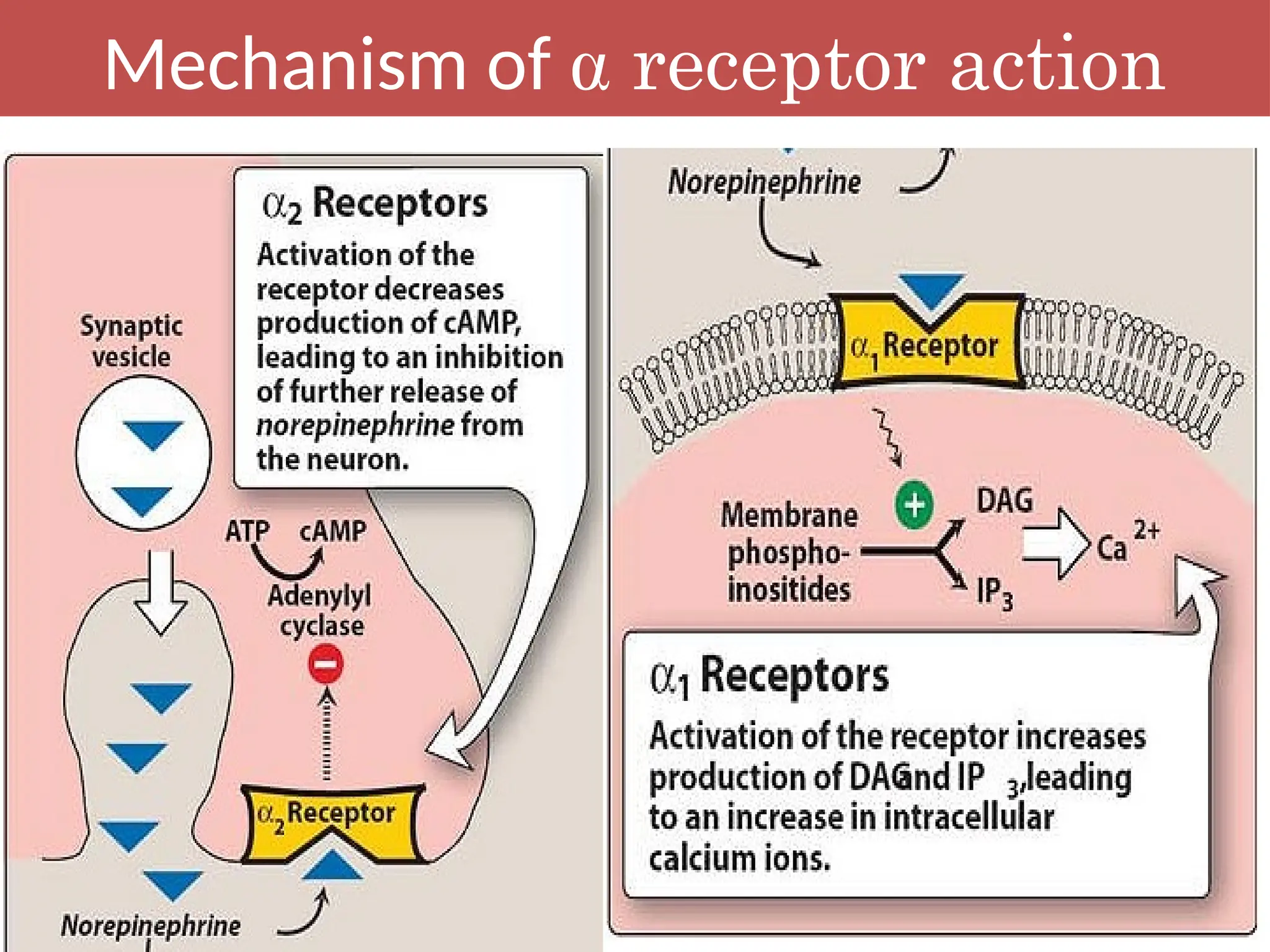 Adrenergic Drugs and drugs acting on adrenergic receptors.ppt