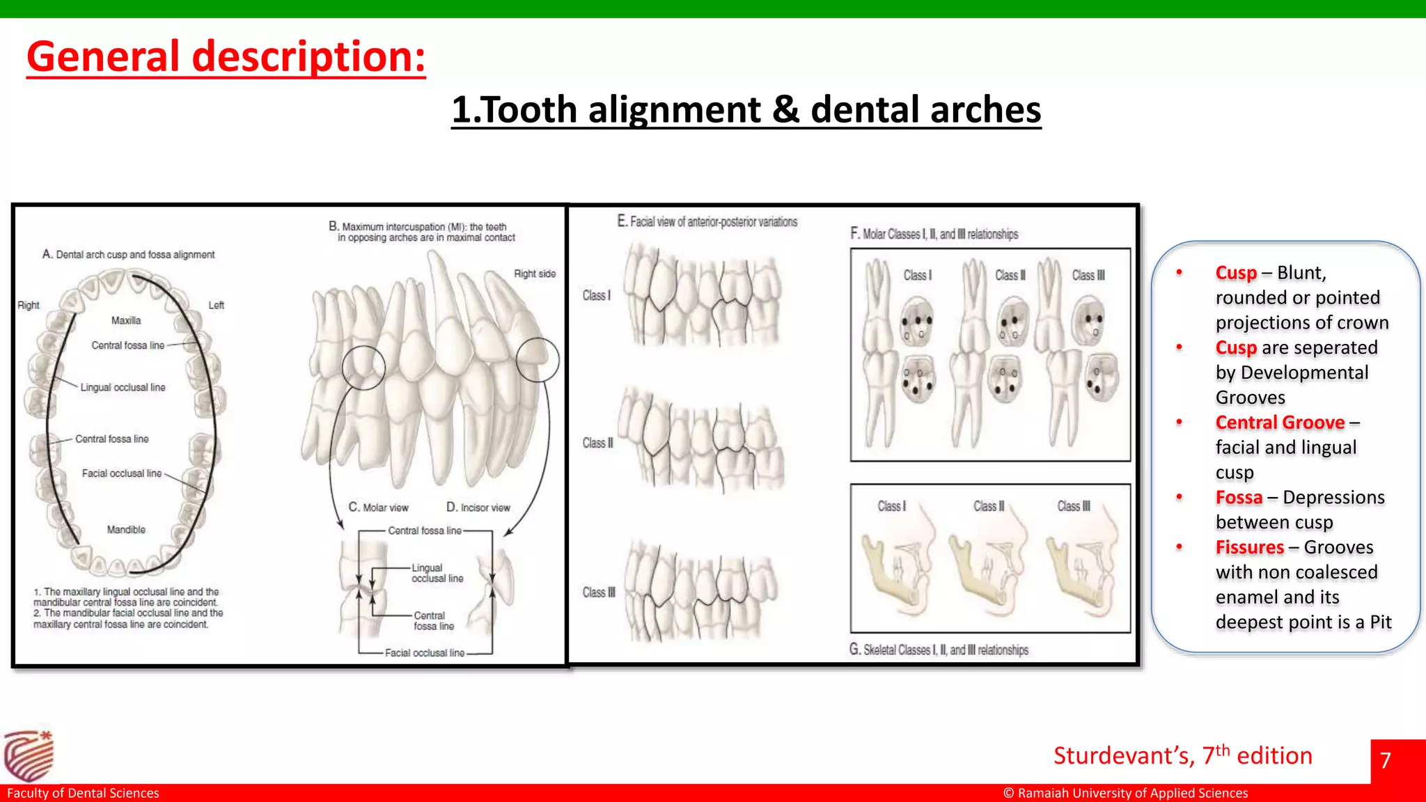 Occlusion in restorative dentistry | PPTX
