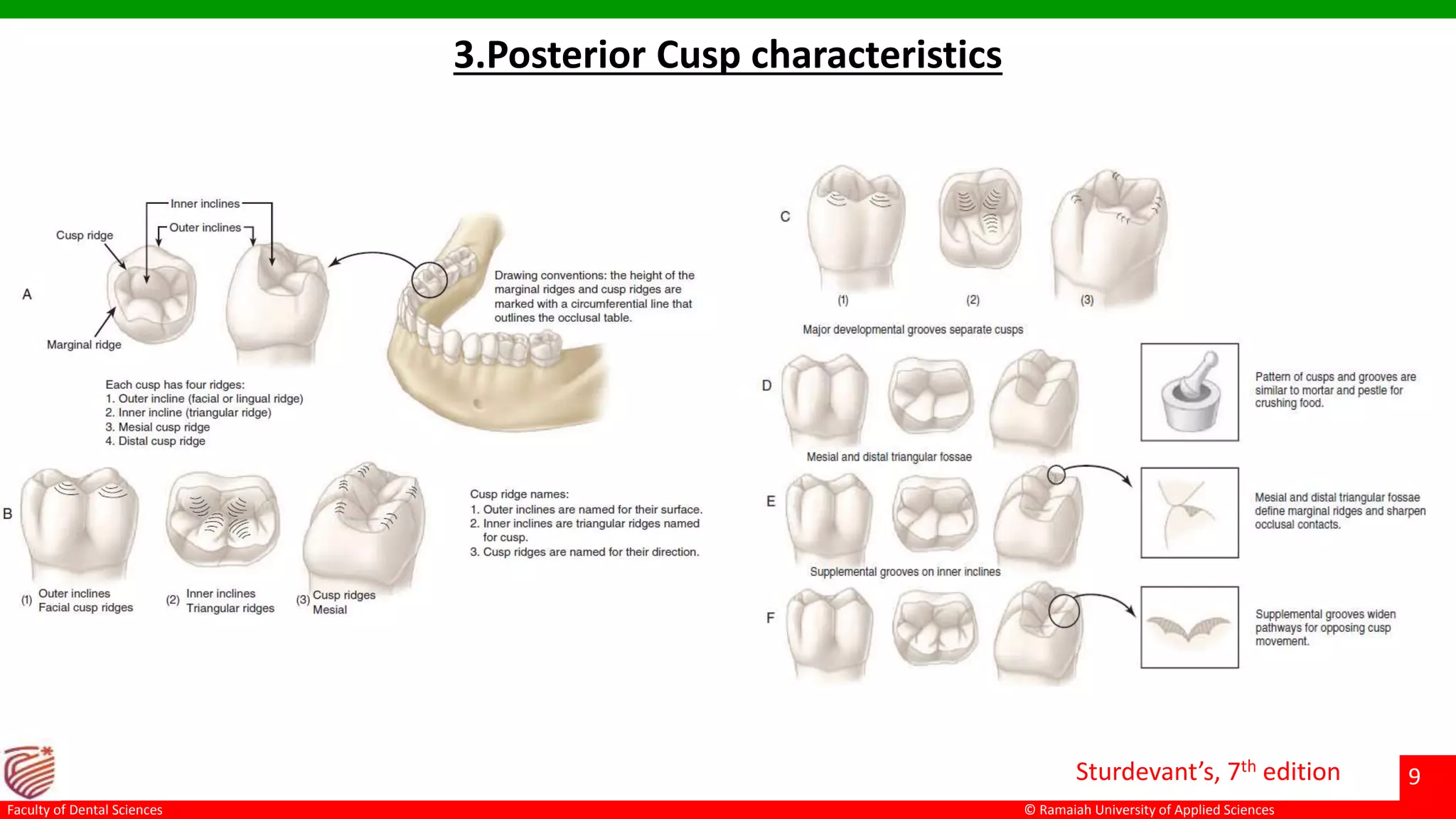 Occlusion in restorative dentistry | PPTX