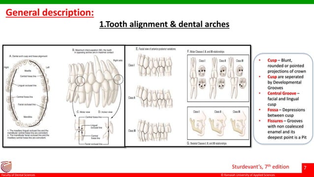 Occlusion in restorative dentistry | PPTX