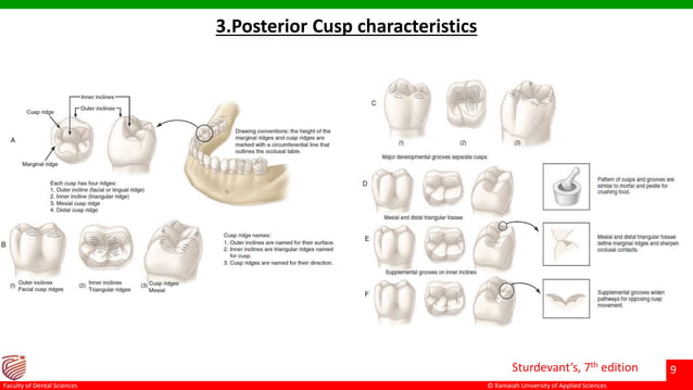 Occlusion in restorative dentistry | PPTX