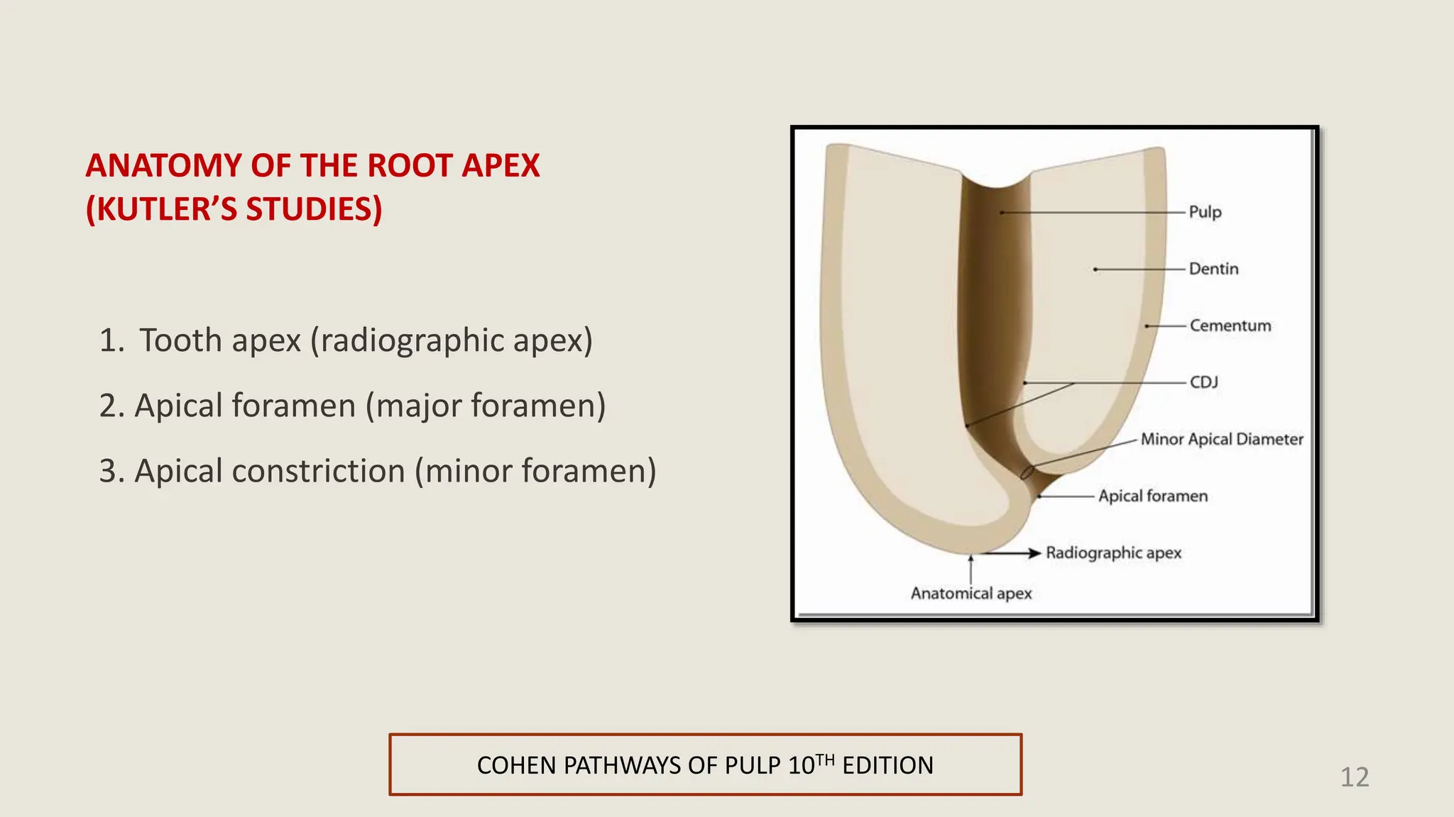 INTERNAL ANATOMY OF PERMANENT TOOTH - Endodontic approaches. | PPTX