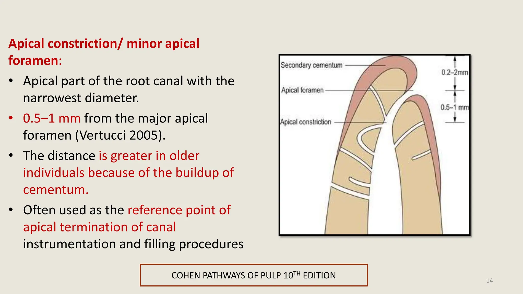 INTERNAL ANATOMY OF PERMANENT TOOTH - Endodontic approaches. | PPTX