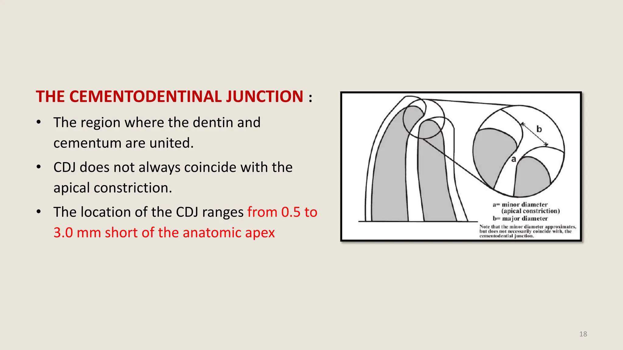 INTERNAL ANATOMY OF PERMANENT TOOTH - Endodontic approaches. | PPTX