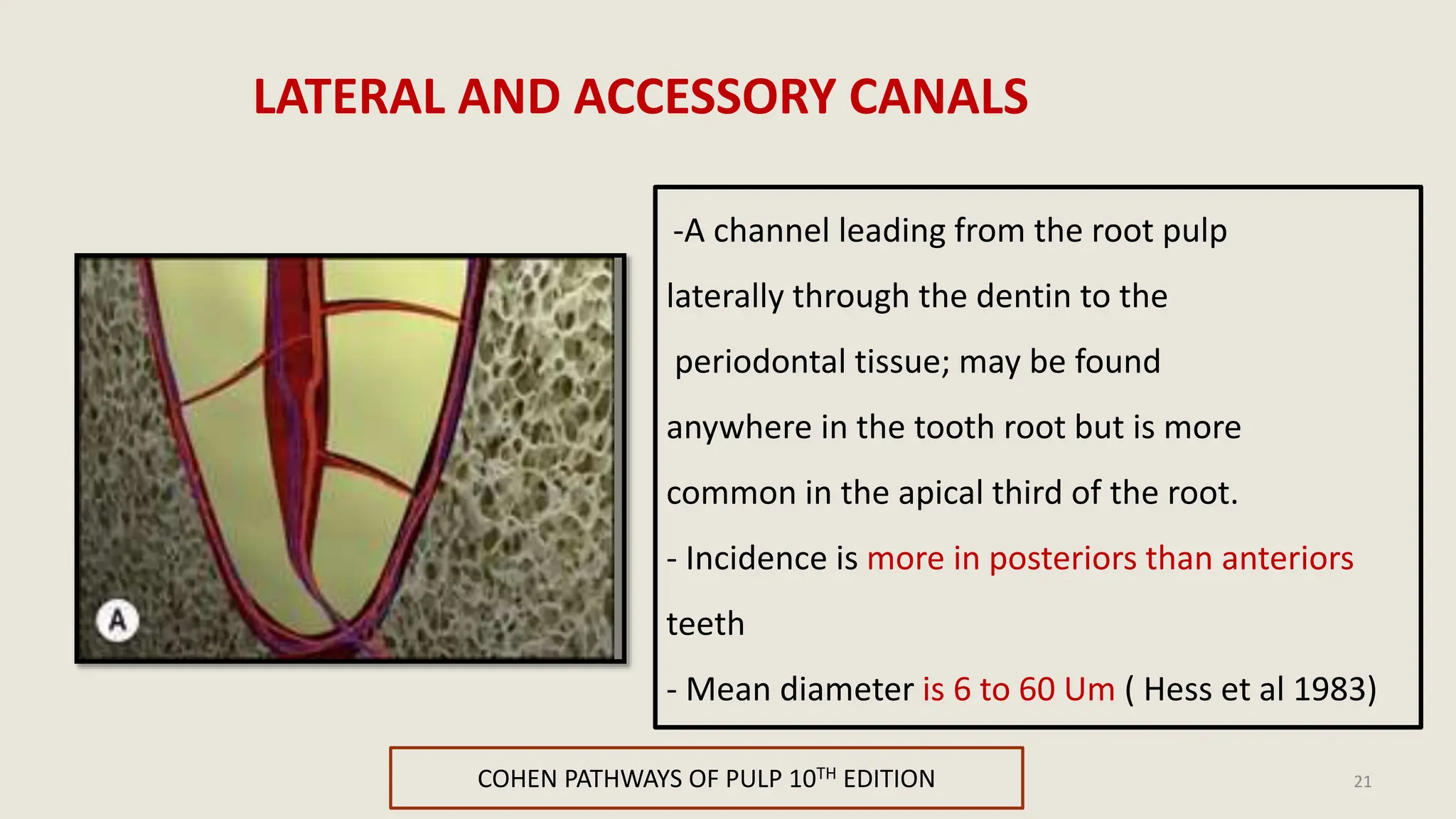 INTERNAL ANATOMY OF PERMANENT TOOTH - Endodontic approaches. | PPTX