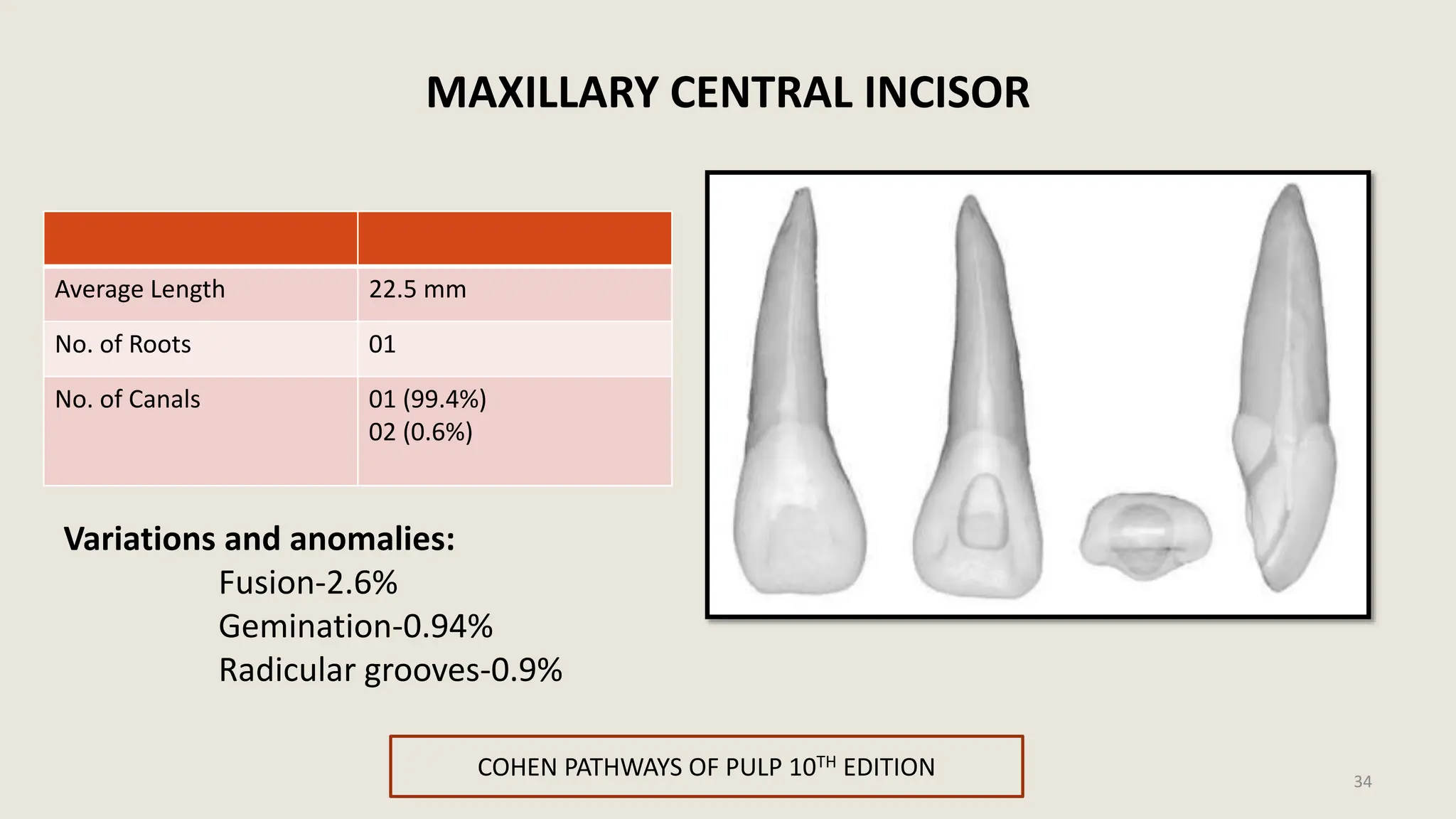 INTERNAL ANATOMY OF PERMANENT TOOTH - Endodontic approaches. | PPTX