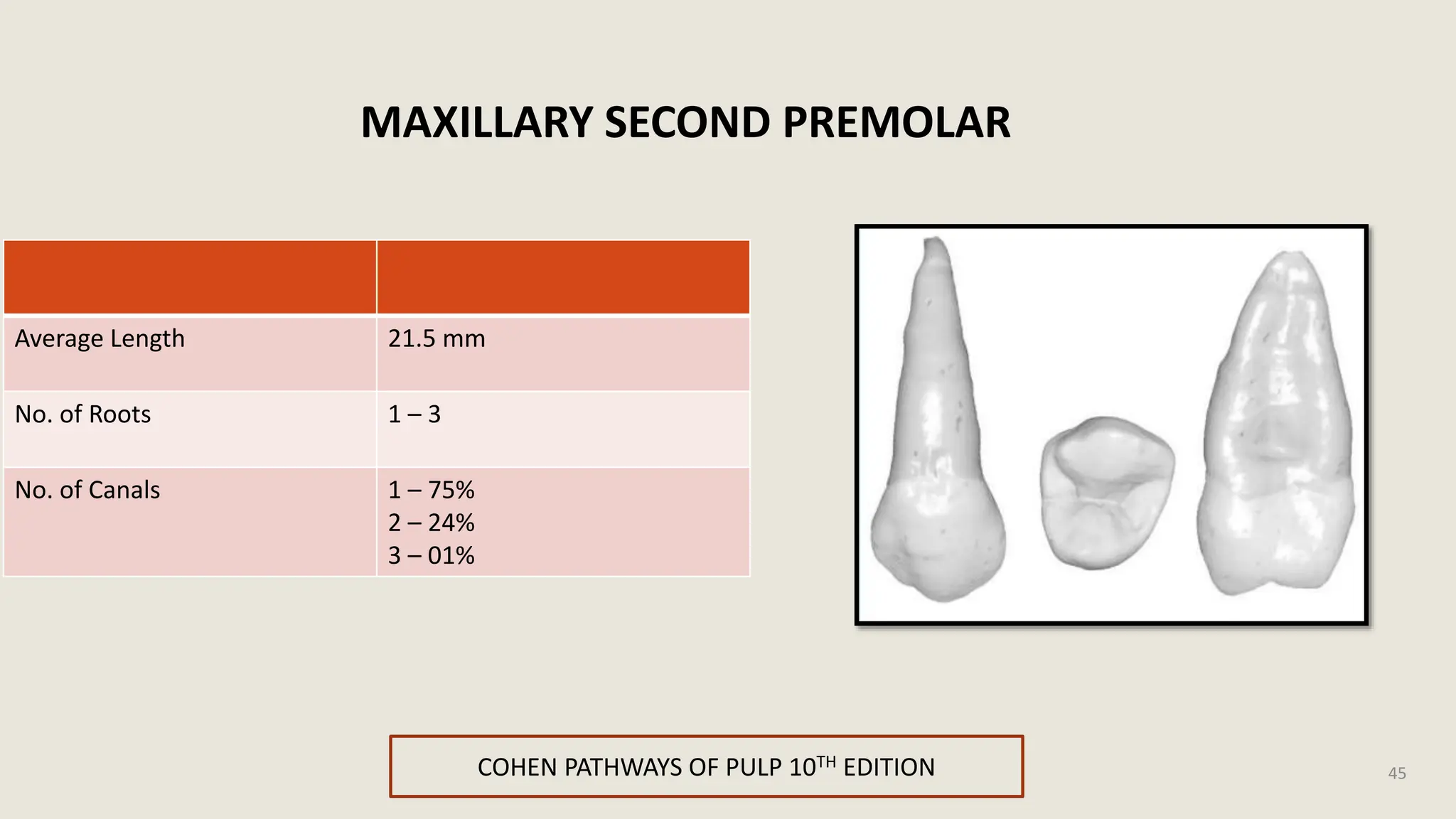 INTERNAL ANATOMY OF PERMANENT TOOTH - Endodontic approaches. | PPTX