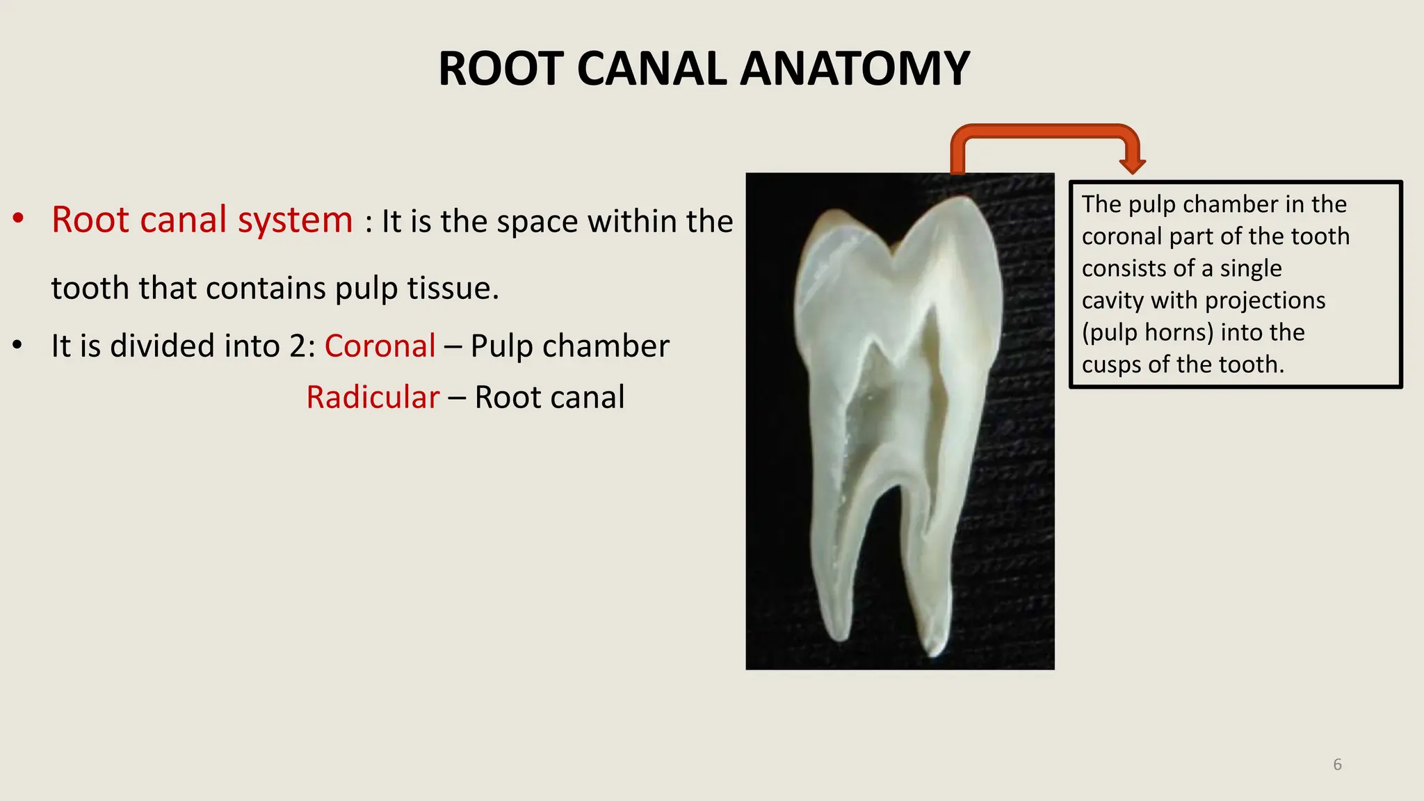 INTERNAL ANATOMY OF PERMANENT TOOTH - Endodontic approaches. | PPTX