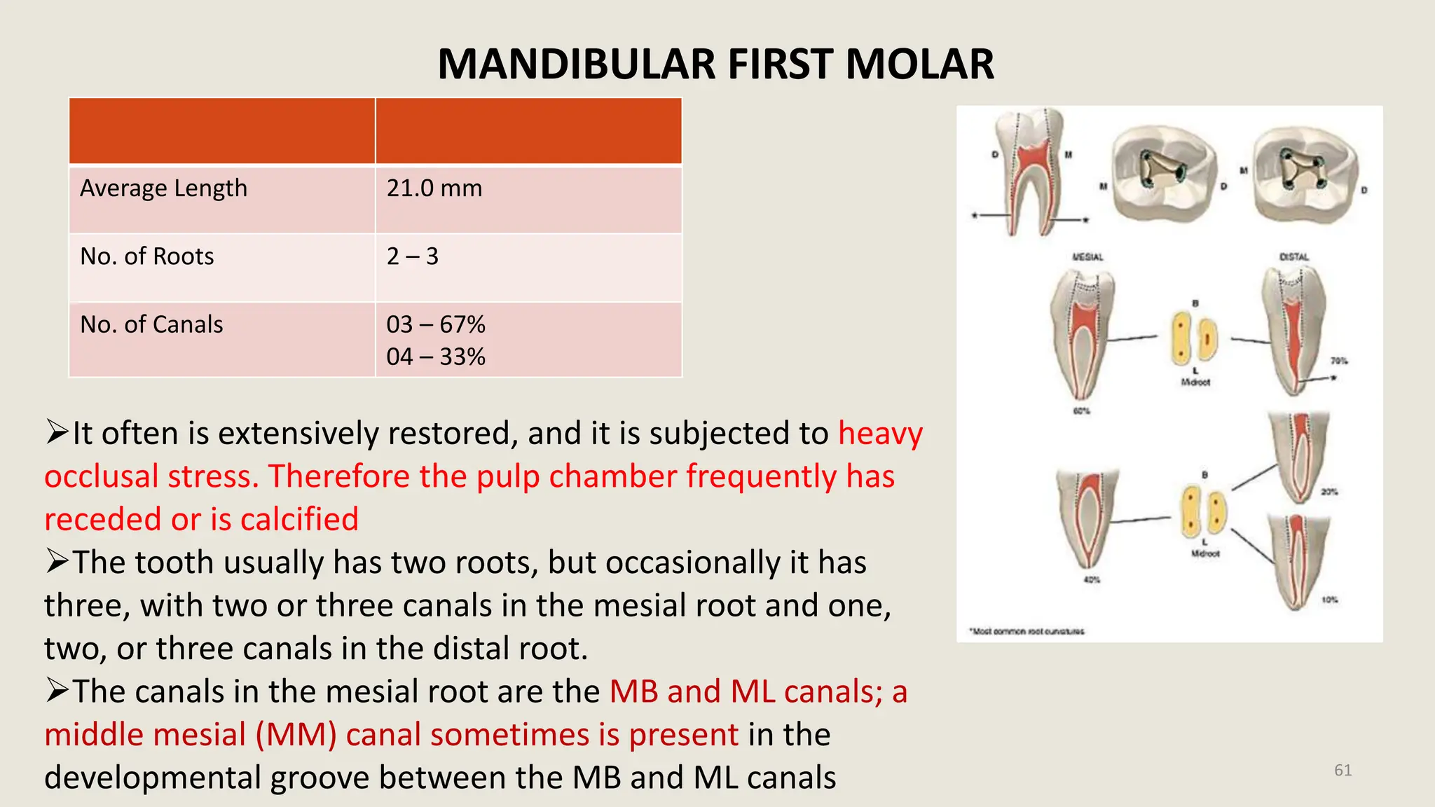 INTERNAL ANATOMY OF PERMANENT TOOTH - Endodontic approaches. | PPTX