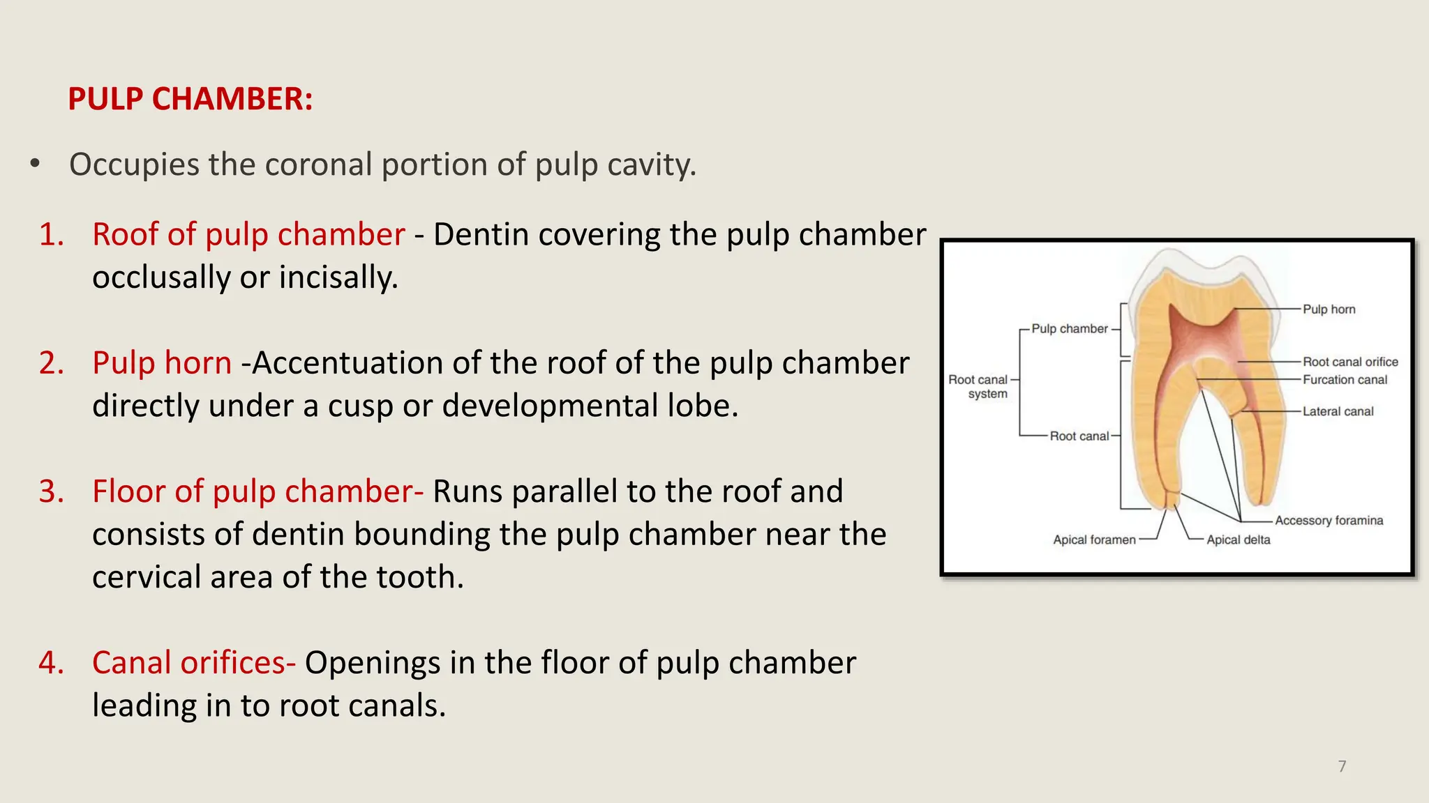 INTERNAL ANATOMY OF PERMANENT TOOTH - Endodontic approaches. | PPTX