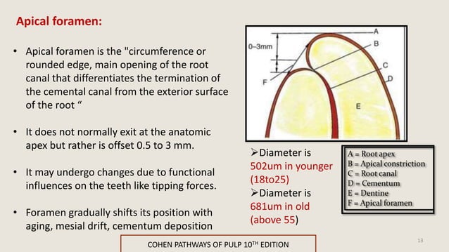 INTERNAL ANATOMY OF PERMANENT TOOTH - Endodontic approaches. | PPTX ...