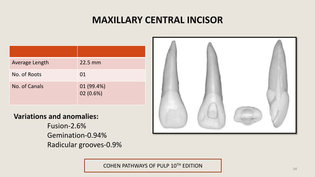INTERNAL ANATOMY OF PERMANENT TOOTH - Endodontic approaches. | PPTX ...