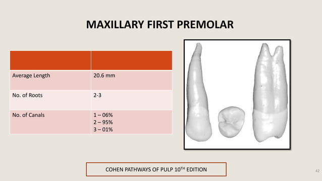 INTERNAL ANATOMY OF PERMANENT TOOTH - Endodontic approaches. | PPTX ...