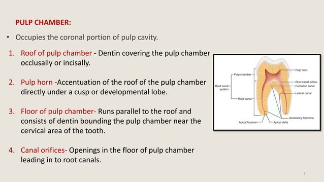 INTERNAL ANATOMY OF PERMANENT TOOTH - Endodontic approaches. | PPTX ...