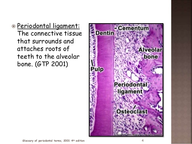 Periodontal ligament in health part 1