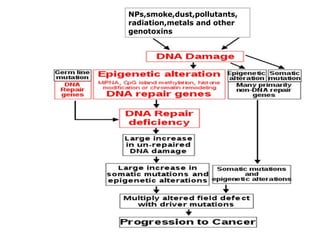 Genotoxicity induced by nanoparticles | PPT