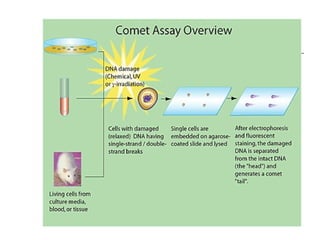 Genotoxicity induced by nanoparticles | PPT