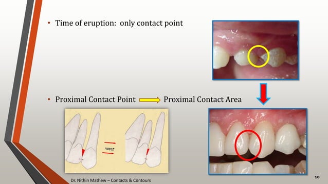 Contacts & Contours | PDF | Oral care | Personal Care