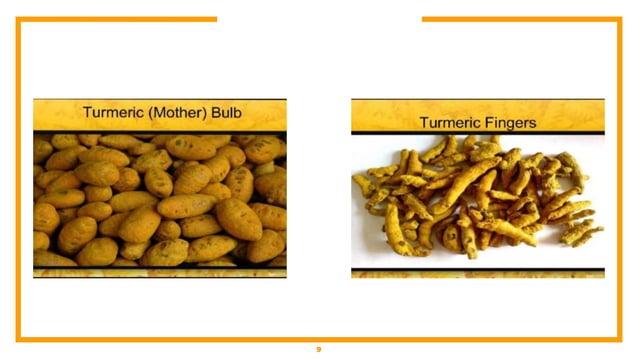 Processing and preparations for market :Turmeric | PPTX