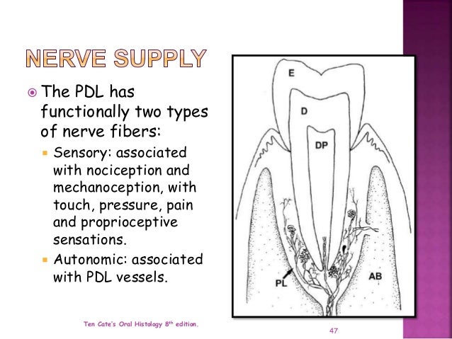Periodontal ligament in health part 2