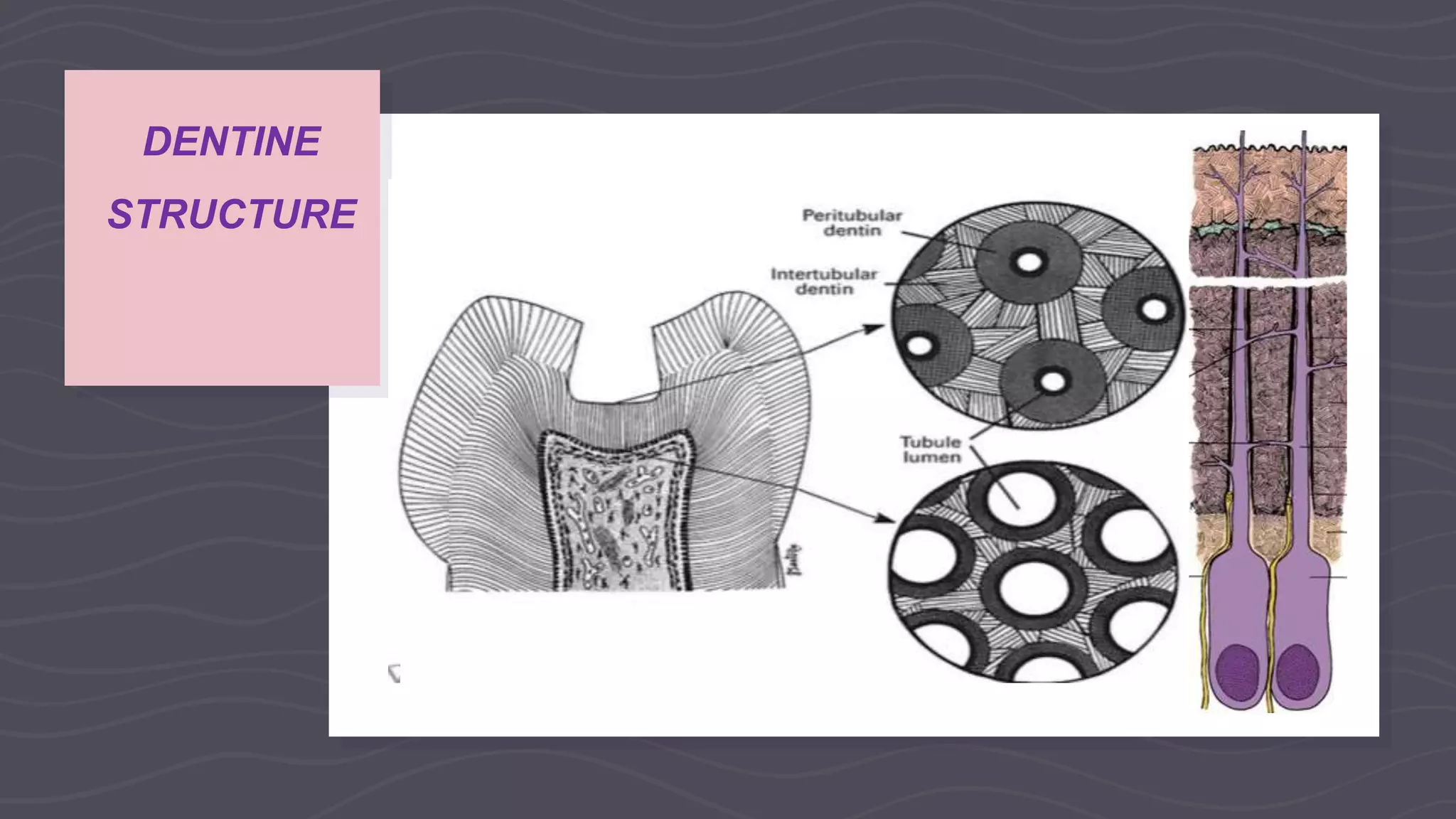 PULP DENTIN COMPLEX | PPTX