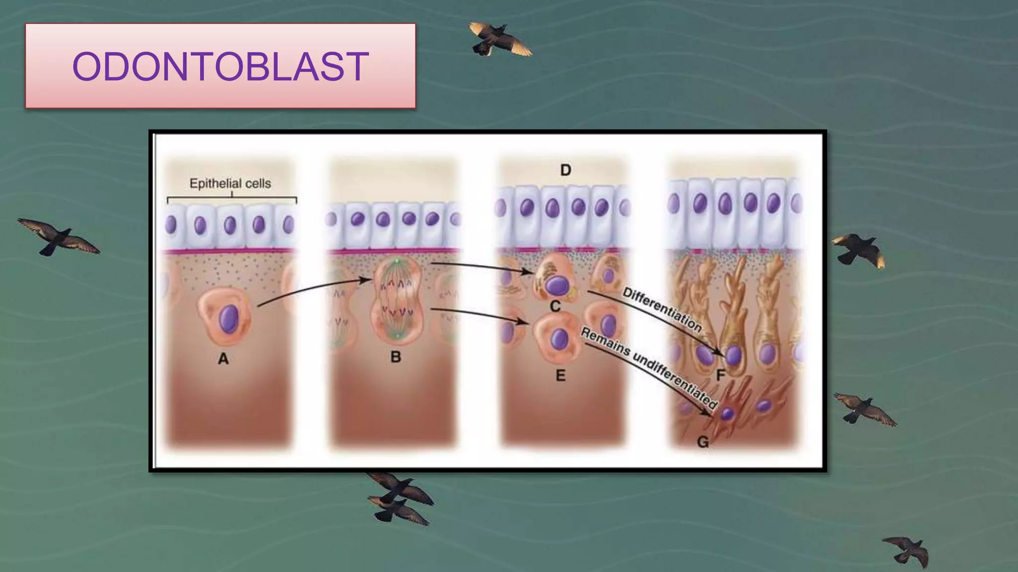 PULP DENTIN COMPLEX | PPTX