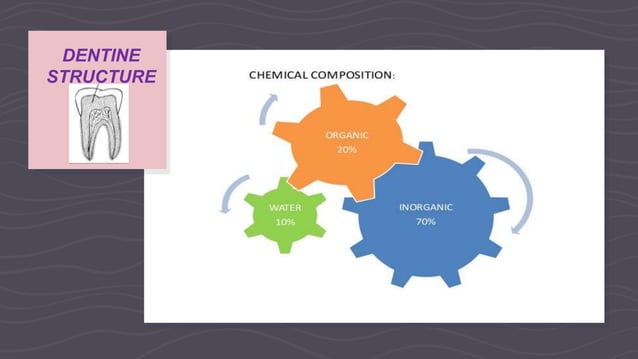 PULP DENTIN COMPLEX | PPTX | Dental Health | Diseases and Conditions