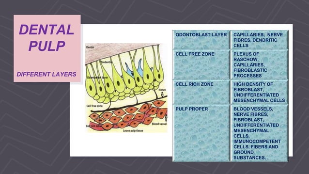 PULP DENTIN COMPLEX | PPTX | Dental Health | Diseases and Conditions