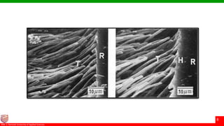 Hybrid layer | PPTX