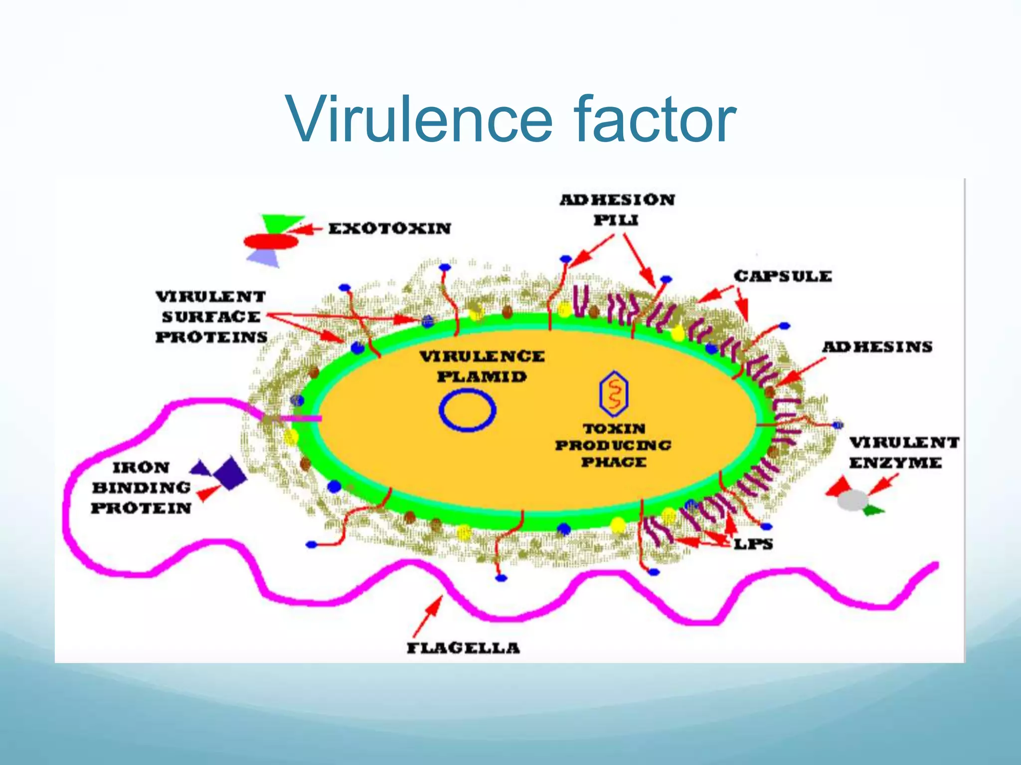 Bacterial Virulence Factors in Periodontology | PPTX