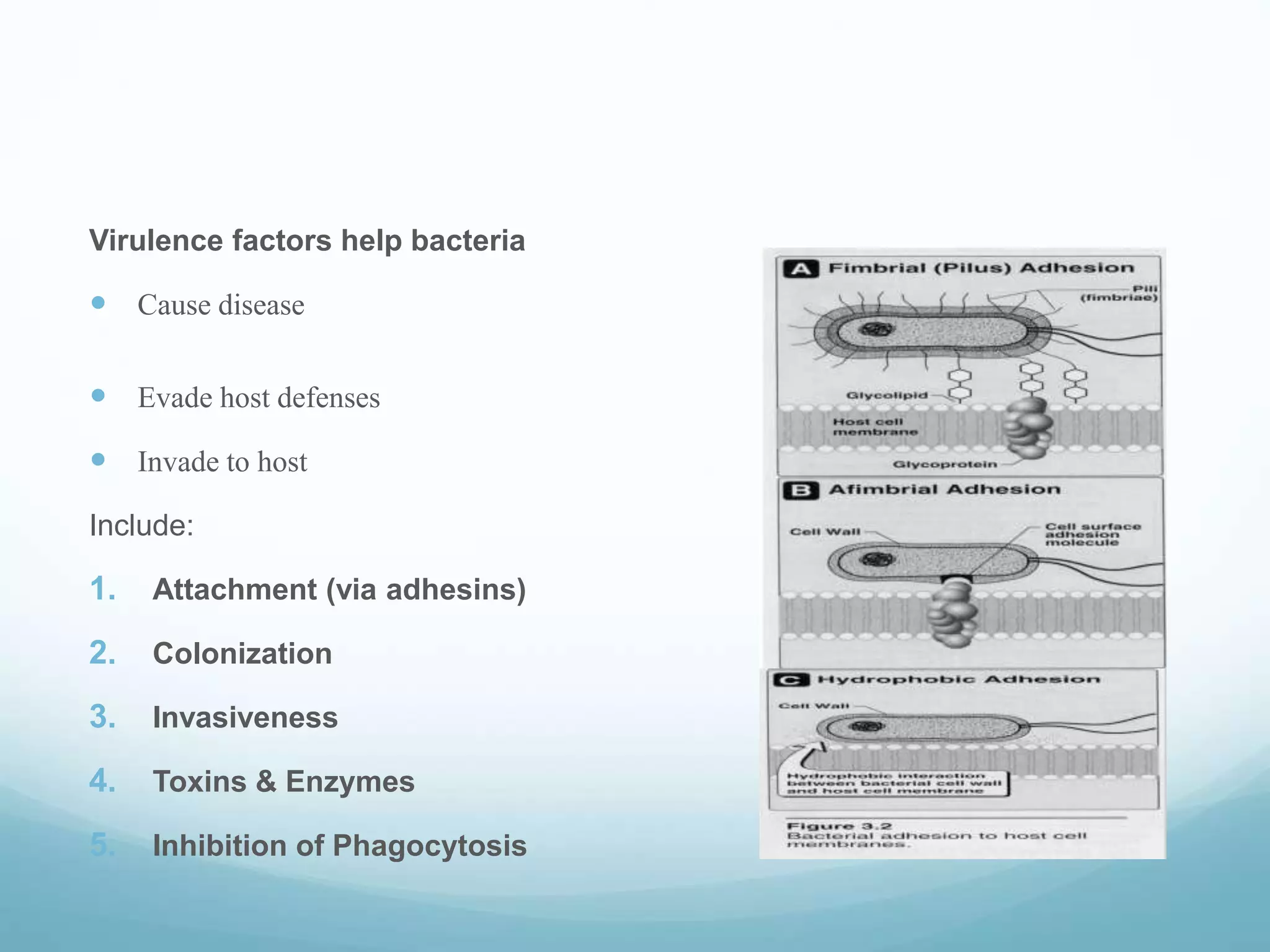 Bacterial Virulence Factors in Periodontology | PPTX