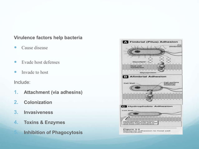 Bacterial Virulence Factors in Periodontology | PPTX